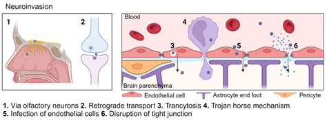 Chapter 6 Pathogenesis Of Tbev Diseases Tbe Book