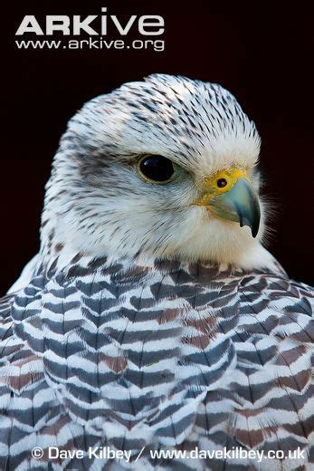 Gyr Falcon Icelands National Bird
