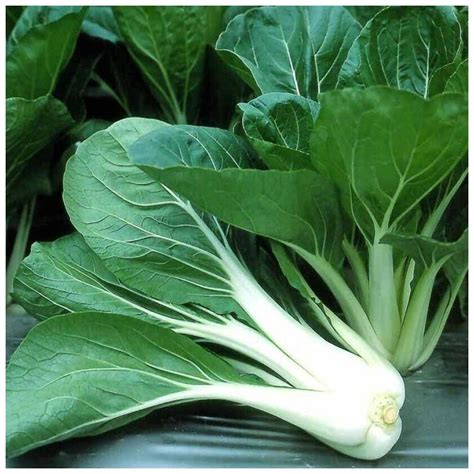 Капуста бок чой пак чой — купить по низкой цене на Яндекс Маркете