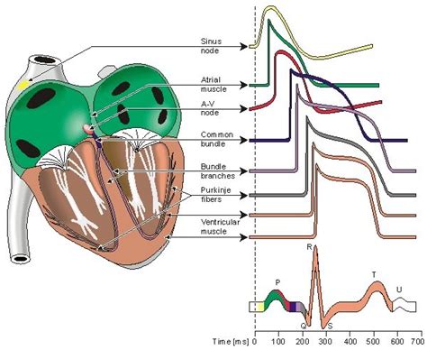 6 The Heart Conduction System With Its Main Components Their Typical