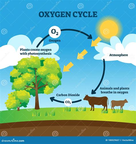 Schematic Diagram Of Oxygen Cycle Oxygen Cycle Diagram For S