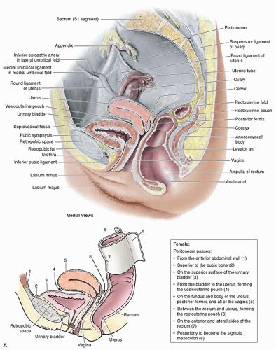 The Lower Urinary Tract Radiology Key