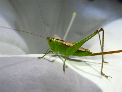 Short Winged Meadow Katydid Conocephalus Brevipennis Birdweather