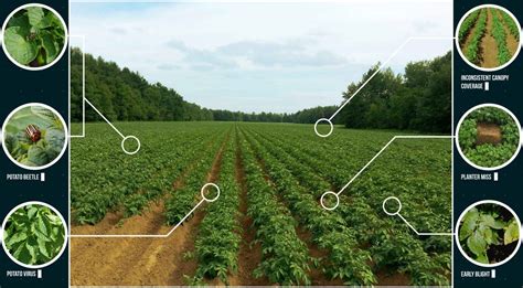 Remote Sensing Technology Current Use And Future Outlook Potato Grower Magazine