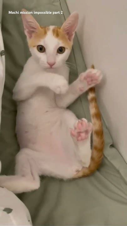 Mochi Babi Is Back And This Time Shes On A Mission To Catch Her Tail