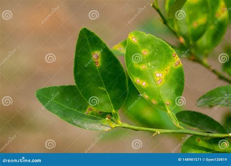 Citrus Canker It Is A Disease Affecting Citrus Species Stock Image
