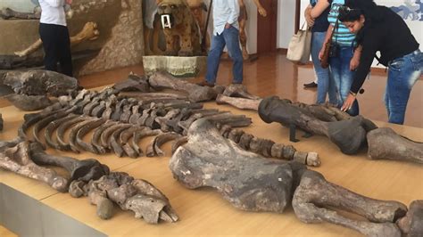 Gigantopithecus Facts Fossils Gigantopithecus Teeth Uaduq