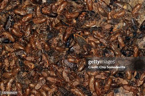 Cicada Shell Photos And Premium High Res Pictures Getty Images