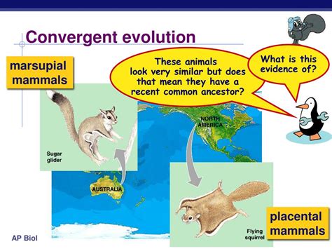 Convergent Evolution Introduction Examples