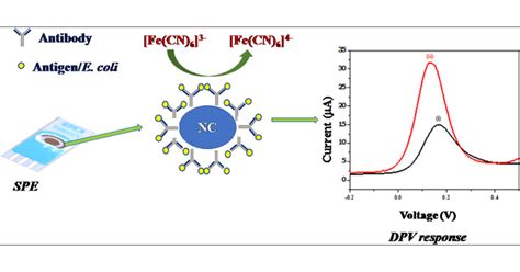 How To Detect E Coli Riseband2