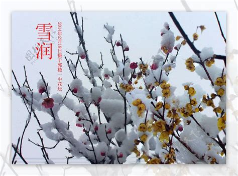 腊梅花图片素材 编号15443707 图行天下