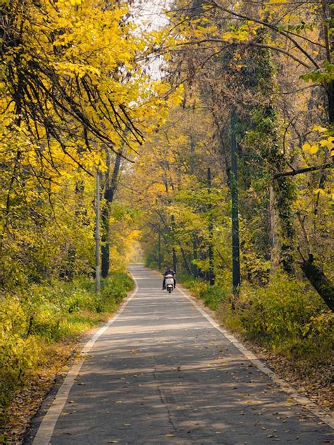 가을 가을 색 가을의 나무 경치 경치가 좋은 계절 고요한 골드 교통 길 나무 나뭇잎 노란 잎 노란색 농촌의 도로 도피주의 떨어지다 라이더