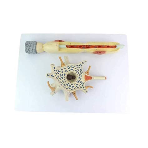 Buy Neuron Amplification Model Scientific Human Anatomy Neuron Cell