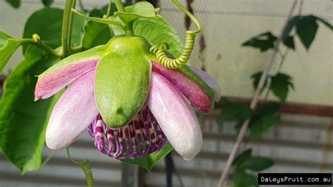 Passionfruit Sweet Lilikoi Vine Passiflora Alata