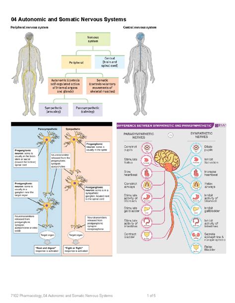 04 Autonomic And Somatic Nervous Systems 04 Autonomic And Somatic