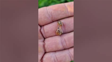 배추밭 달팽이 Youtube