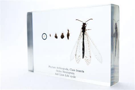 Neuroptera Life Cycle Embedded Specimen Mounts Australian