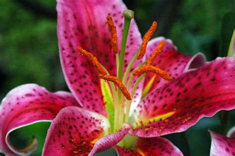 Garden A To Z Sexy Lily