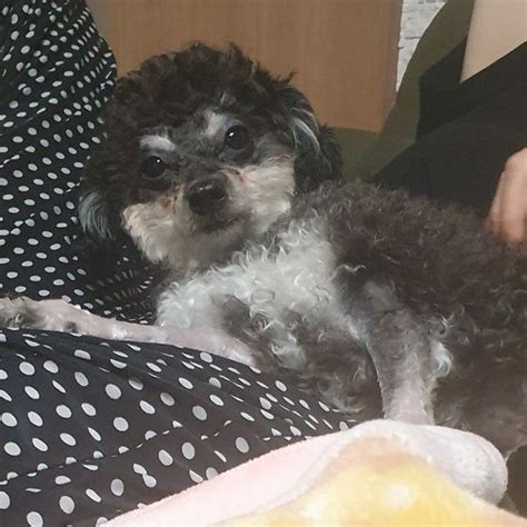 며칠전 우리 38개월 둥이가 얼집에서 키즈카페로 놀러갔다왔어 전날 보통 과자랑 음료수를 챙겨달라고 알림장을 보내 아이들이 요즘 밥을 잘 먹지 않는거 같아 걱정에 마가렛드