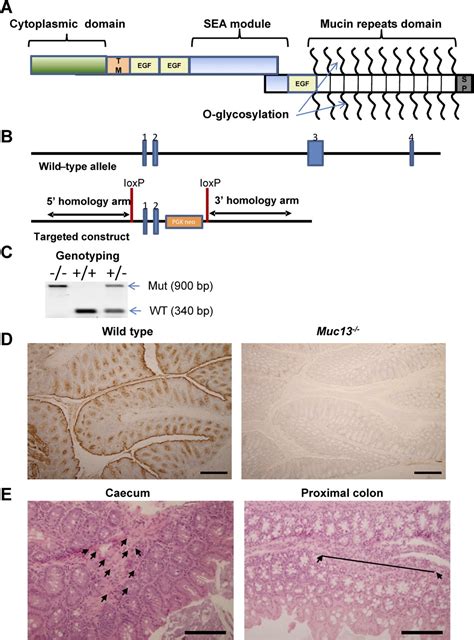 The Muc13 Cell Surface Mucin Protects Against Intestinal Inflammation By Inhibiting Epithelial