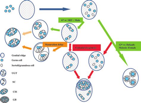 Model For The Development Of Ugt Gonadoblastoma And Cis Within The