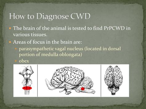 Ppt Chronic Wasting Disease Cwd Powerpoint Presentation Free