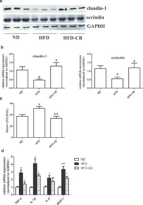 Cb03131 On Tj Proteins Expression Serum Lps And Epididymal Adipose Download Scientific