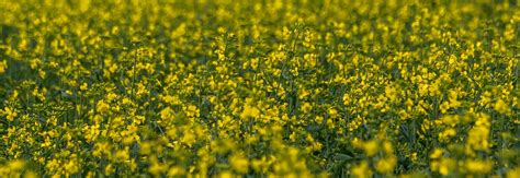 Poikkeuslupa Rypsin Ja Rapsin Kylvösiementen Peittaukseen Keväälle 2024 Farmit