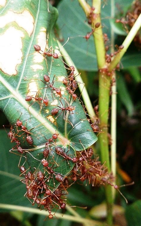 20 Intriguing Facts About Fire Ants Discover Walks Blog
