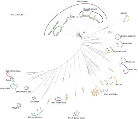 感染性酿酒酵母菌株的比较基因组学揭示了它们的食物来源 Scientific Reports X Mol