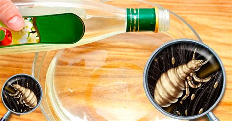 3 ნატურალური საშუალება რომელიც მარტივად მოსპობს და გაანადგურებს ტილებს