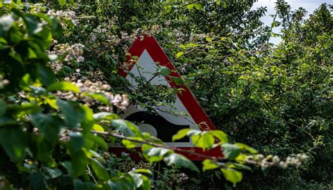 The Average Cost Of Tree Trimming Or Pruning In 2021