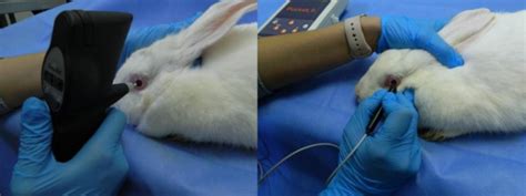 Iop And Cct Measurements Download Scientific Diagram