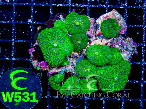 Search Results For Rhodactis Eye Catching Coral
