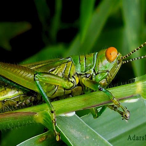 Green Grasshopper Identification