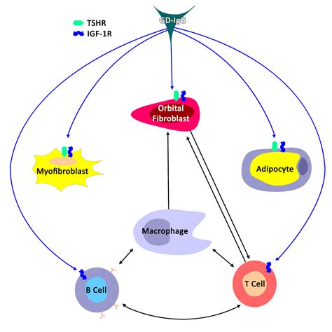 Thyroid Eye Disease Eyerounds