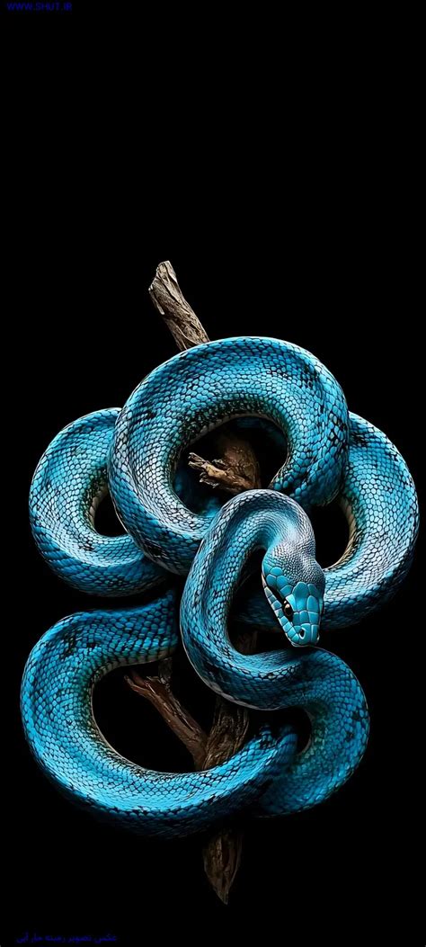 عکس تصویر زمینه مار آبی