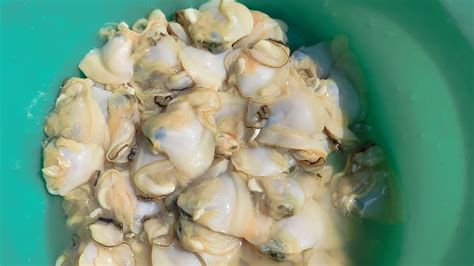 ဂုံးအချိုချက် ငါးဒေါင်းပြောက်အိုးကပ် ထမင်းမြိန်မြိန်စားပြီးဗျို့ Youtube