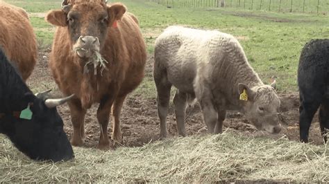 Discovering Beefalo A Unique Cattle Bison Hybrid Thrives On Michigan Farm
