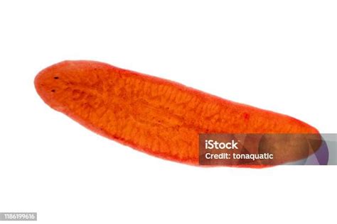 Cacing Pipih Planaria Di Bawah Tampilan Mikroskop Foto Stok Unduh Gambar Sekarang Air