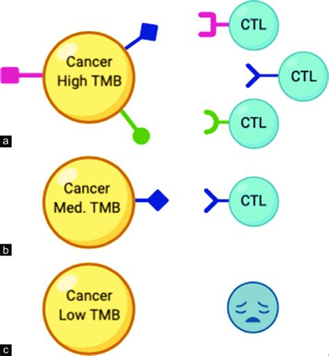 Lymphocytic Response To Tumor Mutational Burden Tmb A High Tmb Download Scientific Diagram