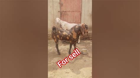 Ajmera Bakra For Sellshortvideo Whait 78 Youtube