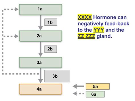 Lesson 1 Endocrine Regulation Of Thyroid Hormone Secretion Diagram
