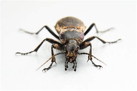 Dirty Programming Bug Stock Photo Image Of Macro Insect