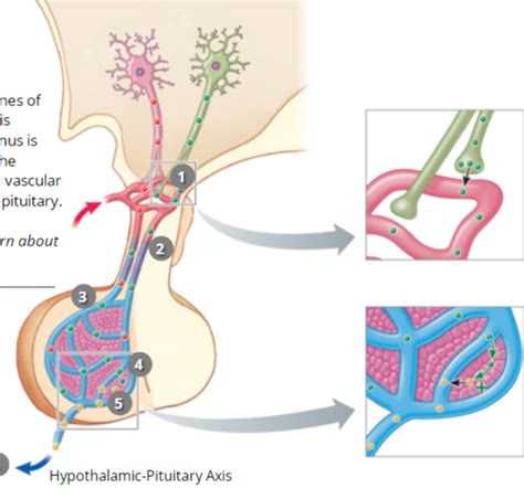 PHGY Mod Flashcards Quizlet