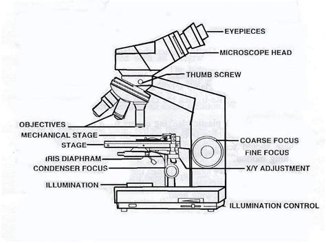 Compound Microscope Drawing At Explore Collection Of Compound Microscope
