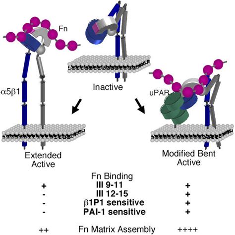 Model For Regulation Of α5β1 Integrin Conformation And Function By Upar Download Scientific