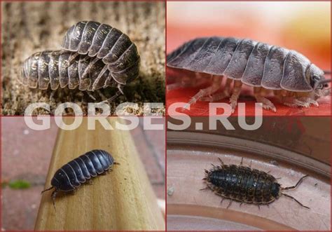 Мокрицы в квартире Уничтожение и борьба с мокрицами