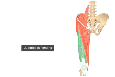 Quadriceps Femoris Muscle Origin Insertion And Function Quadriceps