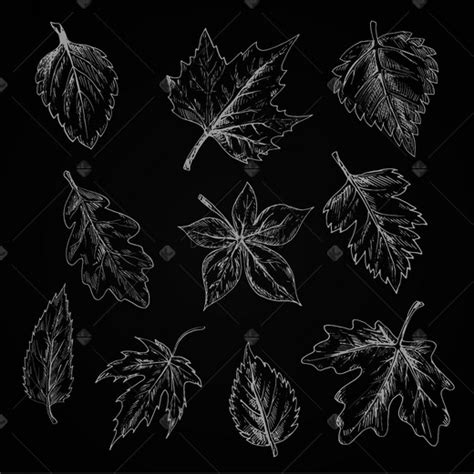 枫树木图片 枫树木图片素材免费下载 千库网